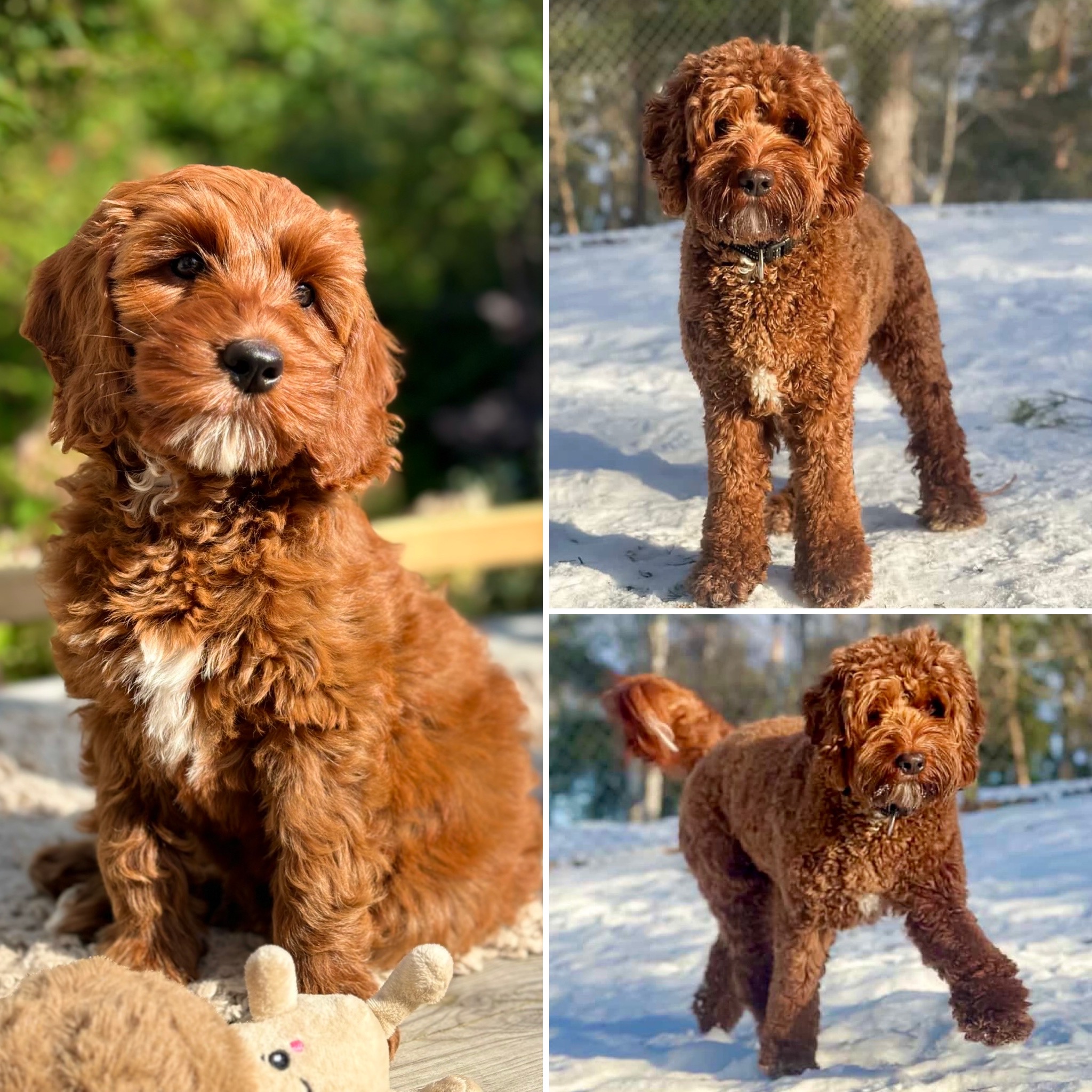 Humlans Labradoodle - Våra hundar