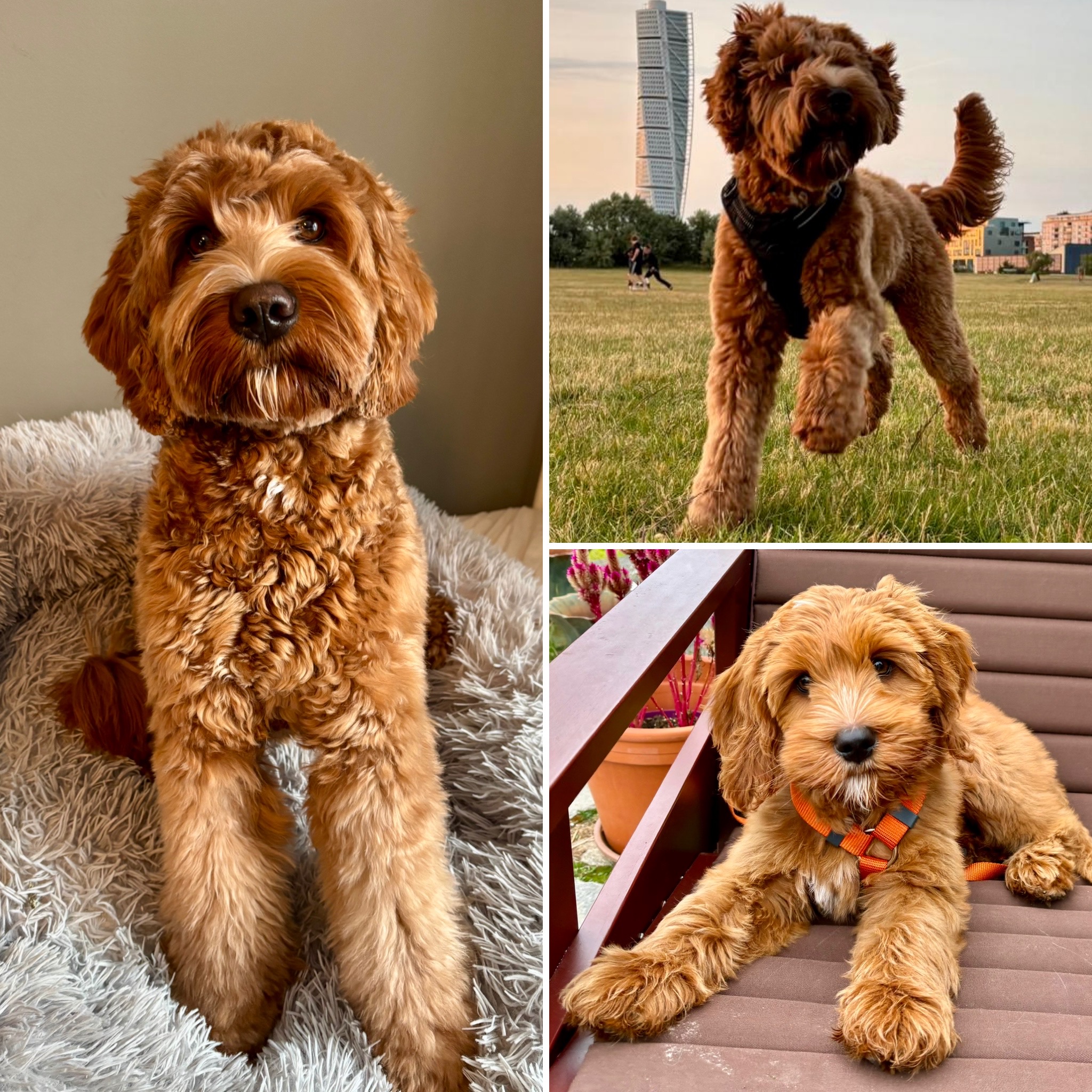 Humlans Labradoodle - Våra hundar